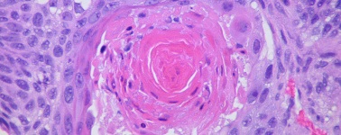 Search results | LMS